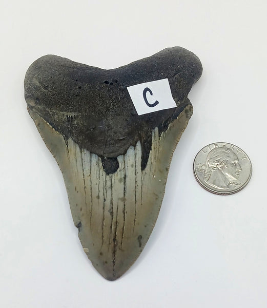 Meg Teeth – Aurora Fossil Museum Store