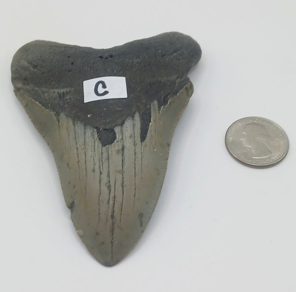 Meg Teeth – Aurora Fossil Museum Store