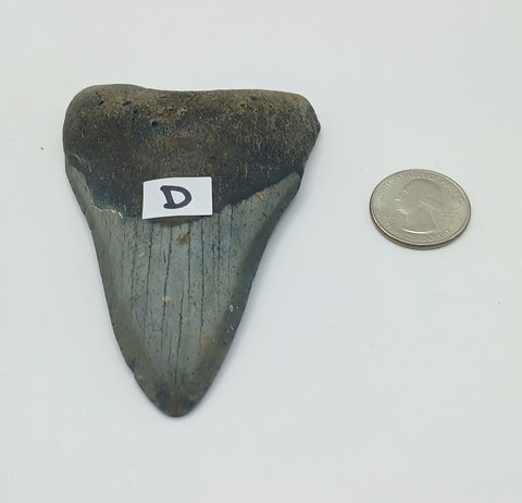 Meg Teeth – Aurora Fossil Museum Store