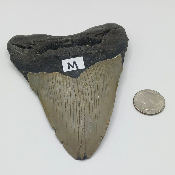 Meg Teeth – Aurora Fossil Museum Store