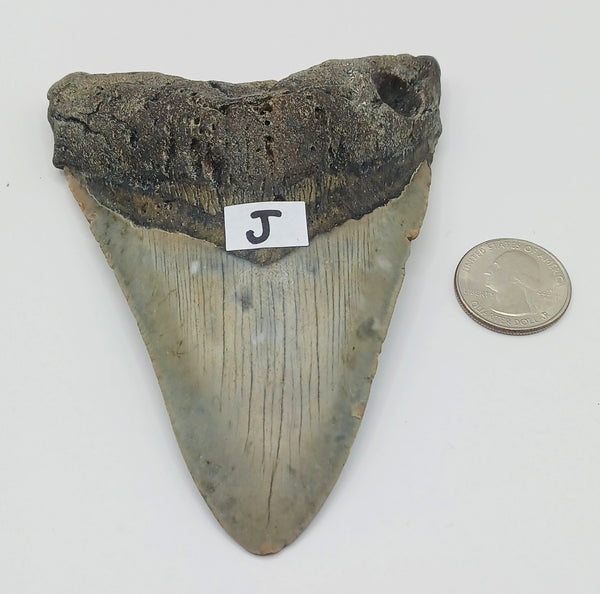 Meg Teeth – Aurora Fossil Museum Store