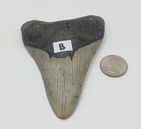 Meg Teeth – Aurora Fossil Museum Store