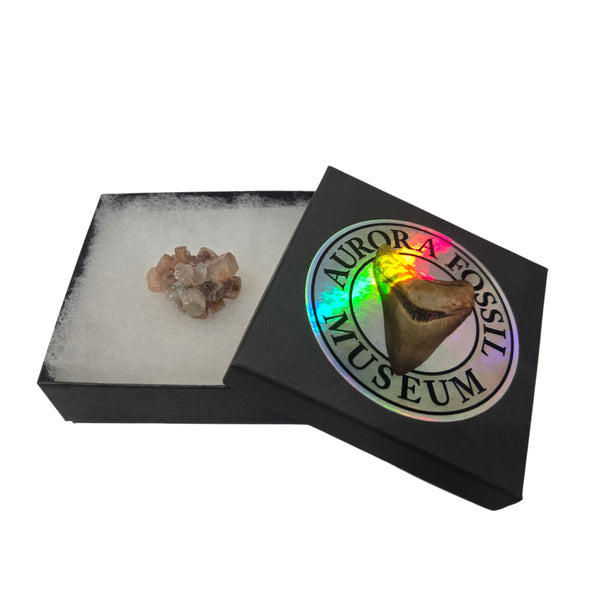 Aragonite – Aurora Fossil Museum Store