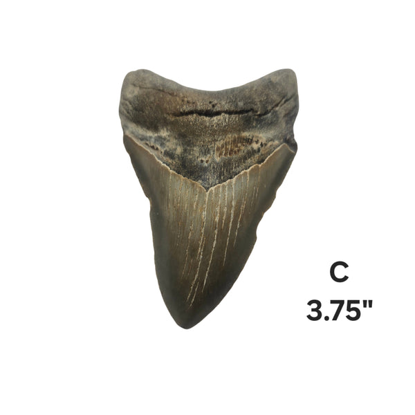 Meg Teeth – Aurora Fossil Museum Store