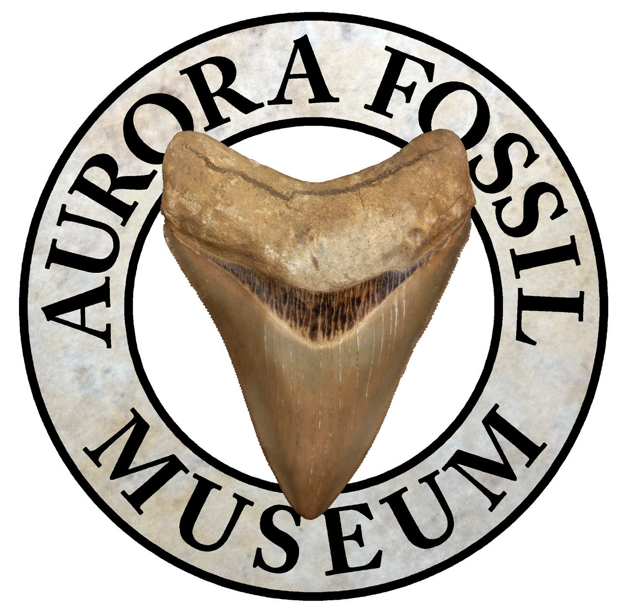 Fossils – Aurora Fossil Museum Store