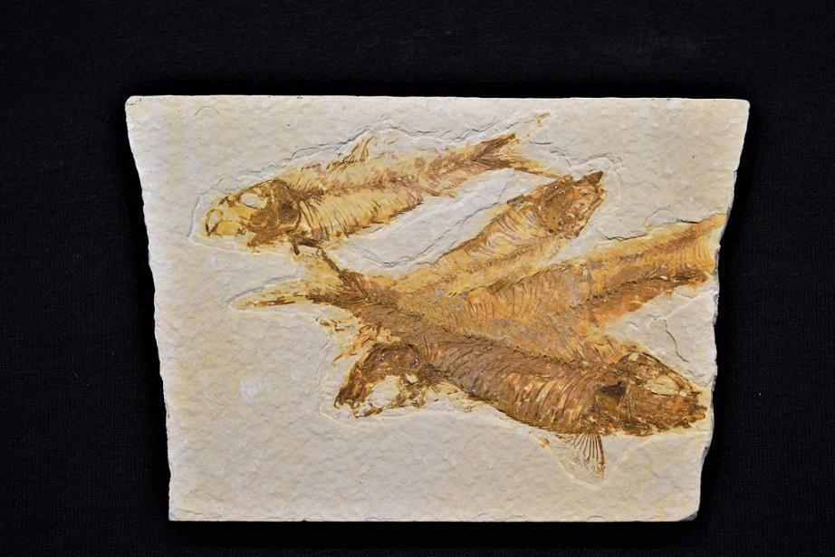 Aurora Fossil Museum Store
